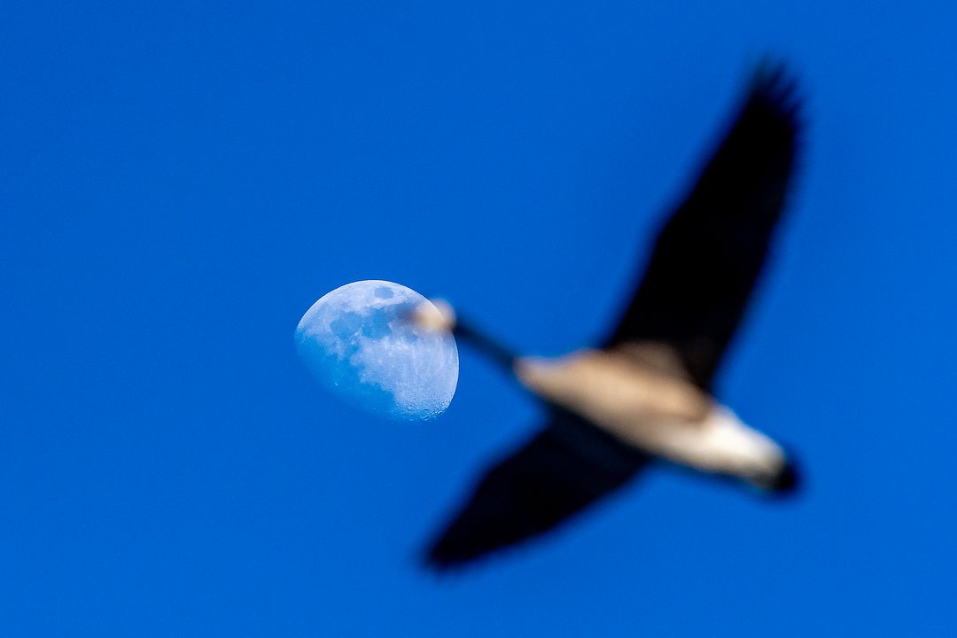 Goose, meet moon