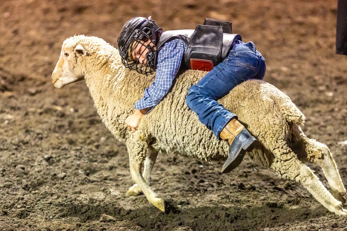 Two young mutton busters following in the steps of great-great-grandda...