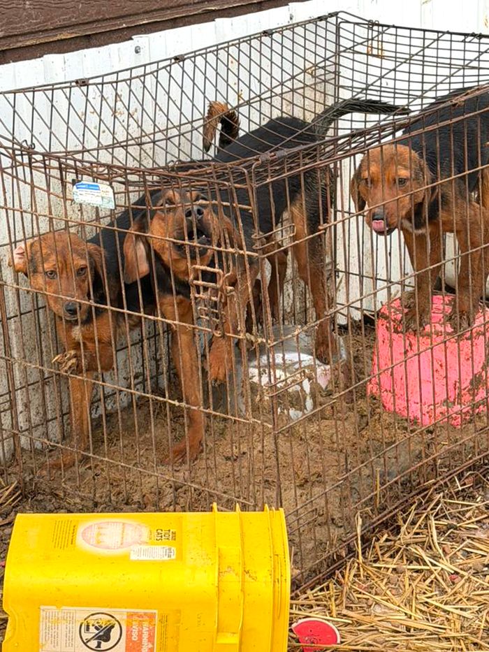 Two dogs found dead in cruelty probe in Princeton