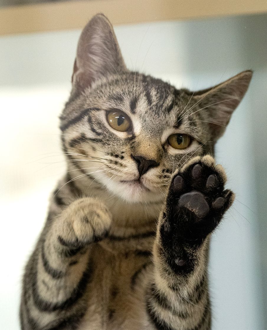 PHOTOS: Cuddles & companionship are up ‘fur’ adoption