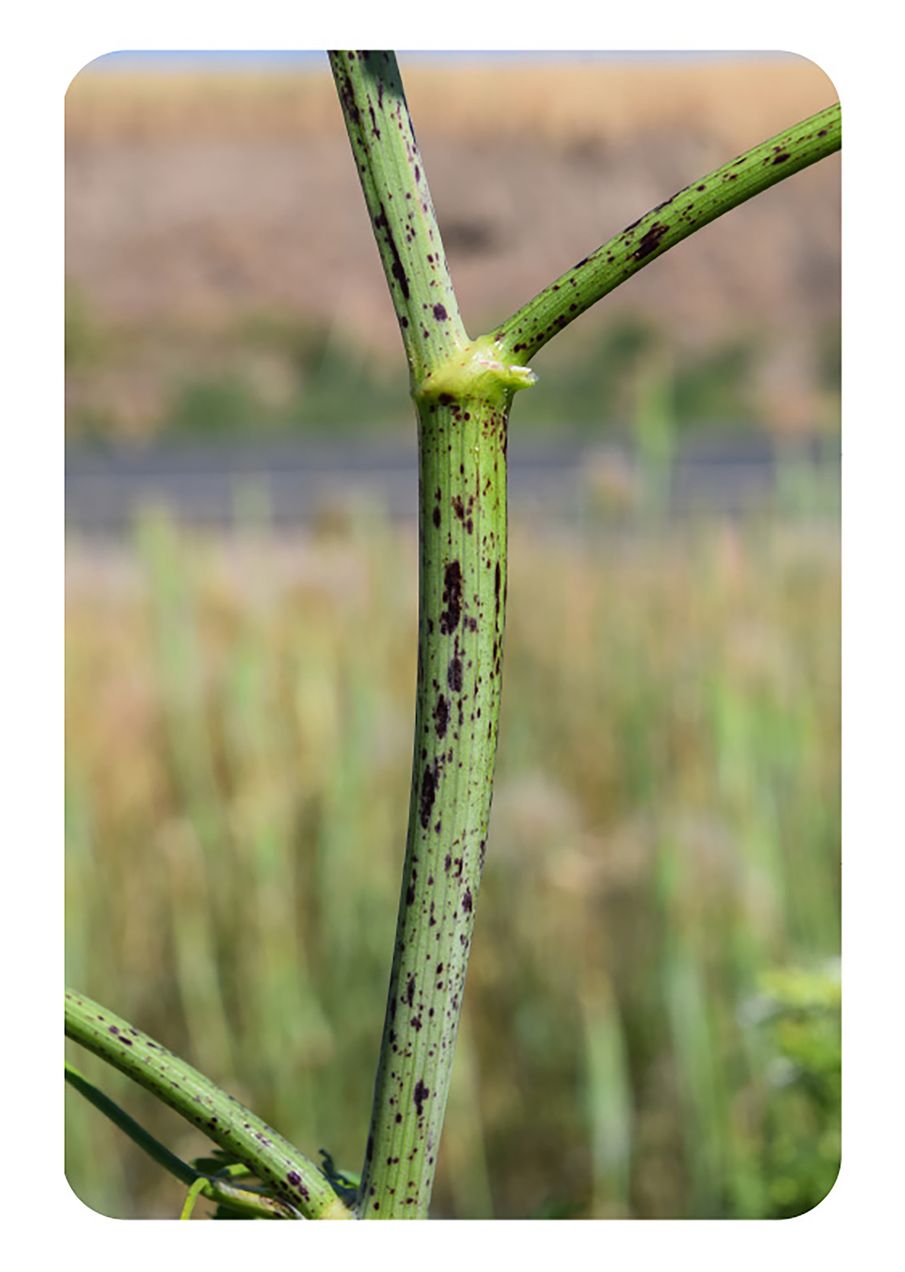 Health advisory issued for poison hemlock