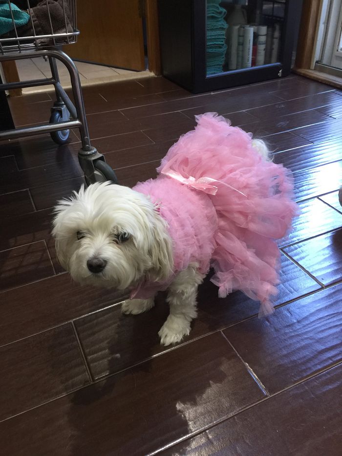 There may be a canine clothing conspiracy afoot in my life