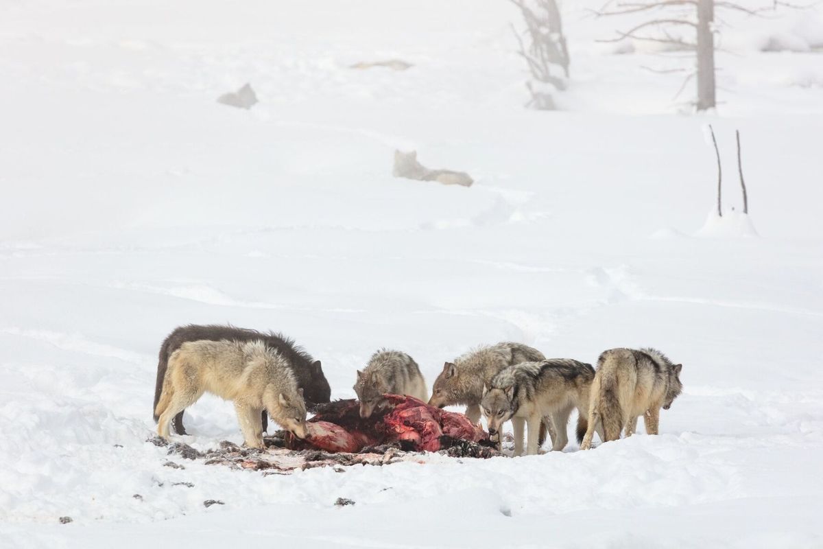 Yellowstone wolf population rebounds
