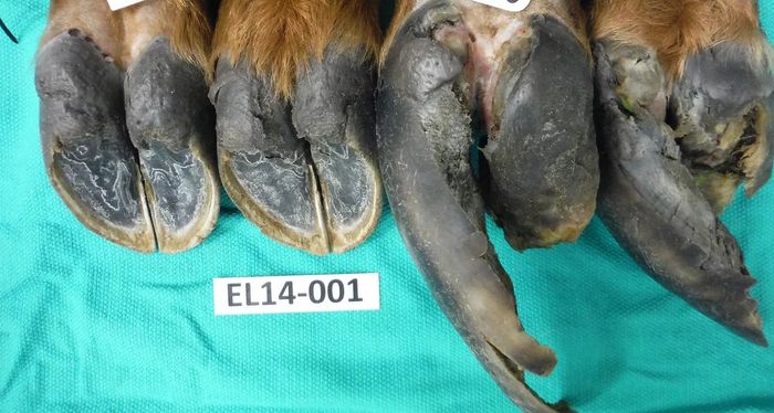 Study: Multiple bacteria involved in elk hoof disease