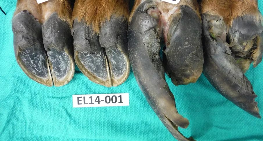 Study: Multiple bacteria involved in elk hoof disease