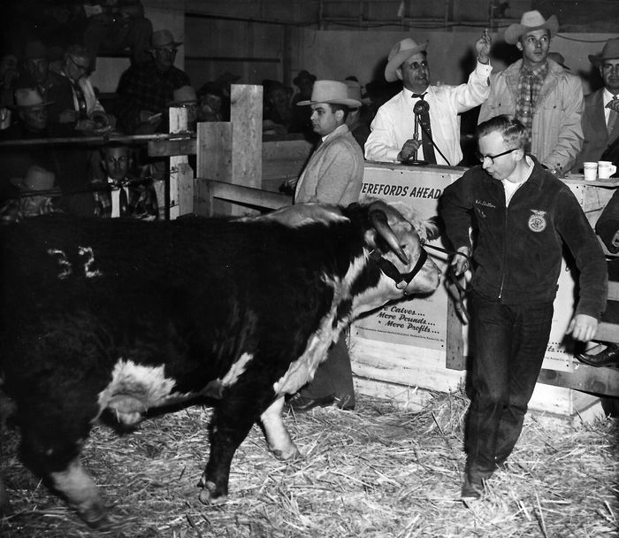 Blast from the Past / 1958: Big prices at the cattle auction