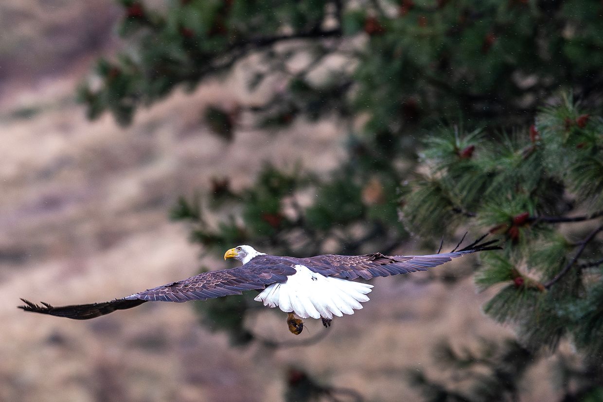 Gliding through the holidays