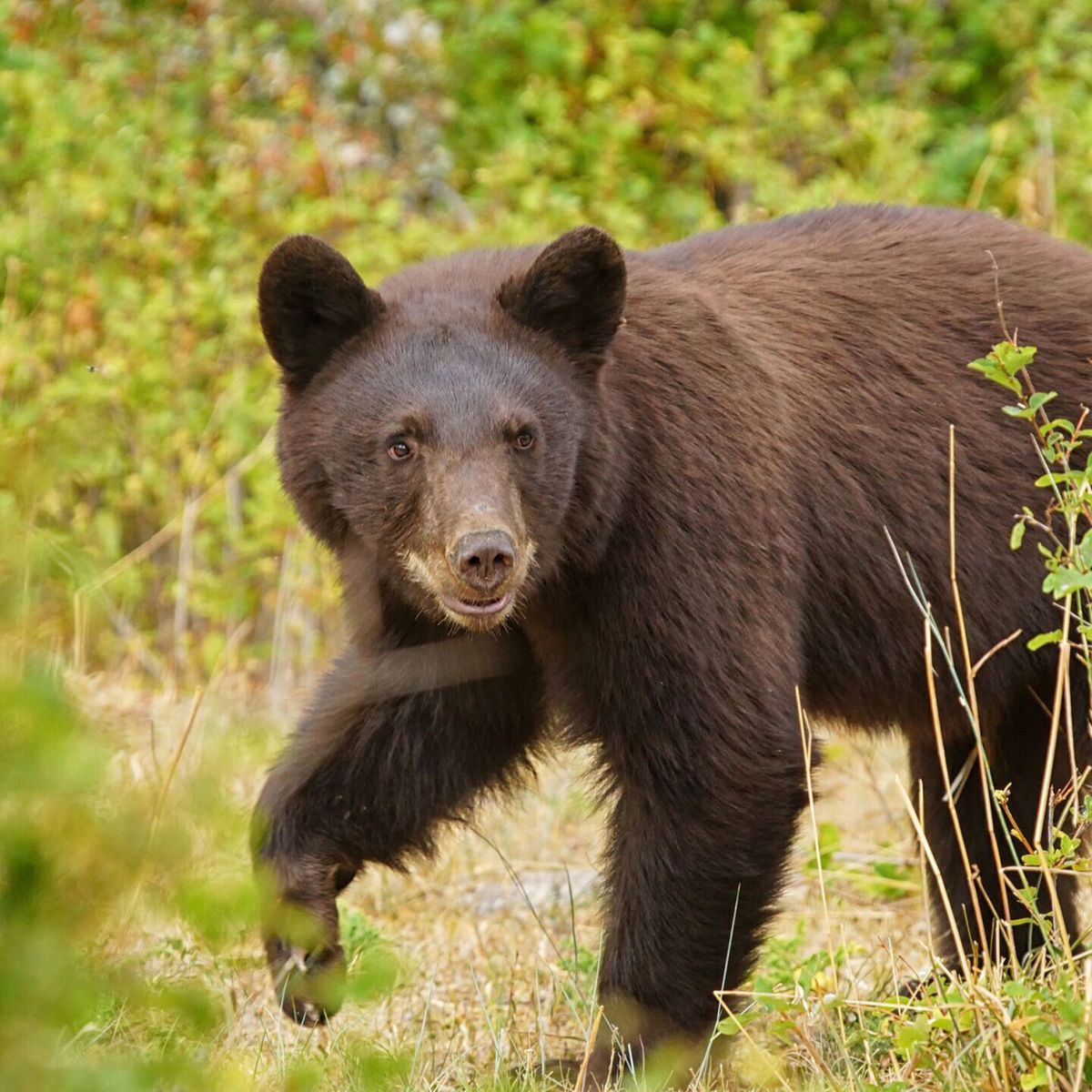 Washington bear hunt saga continues