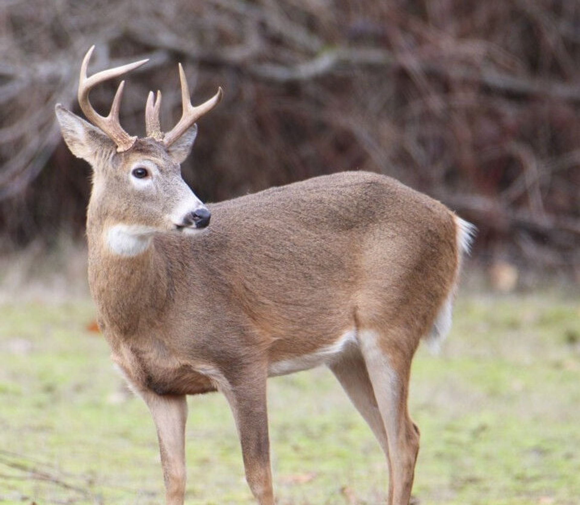 EHD, bluetongue reported in deer in eastern Washington