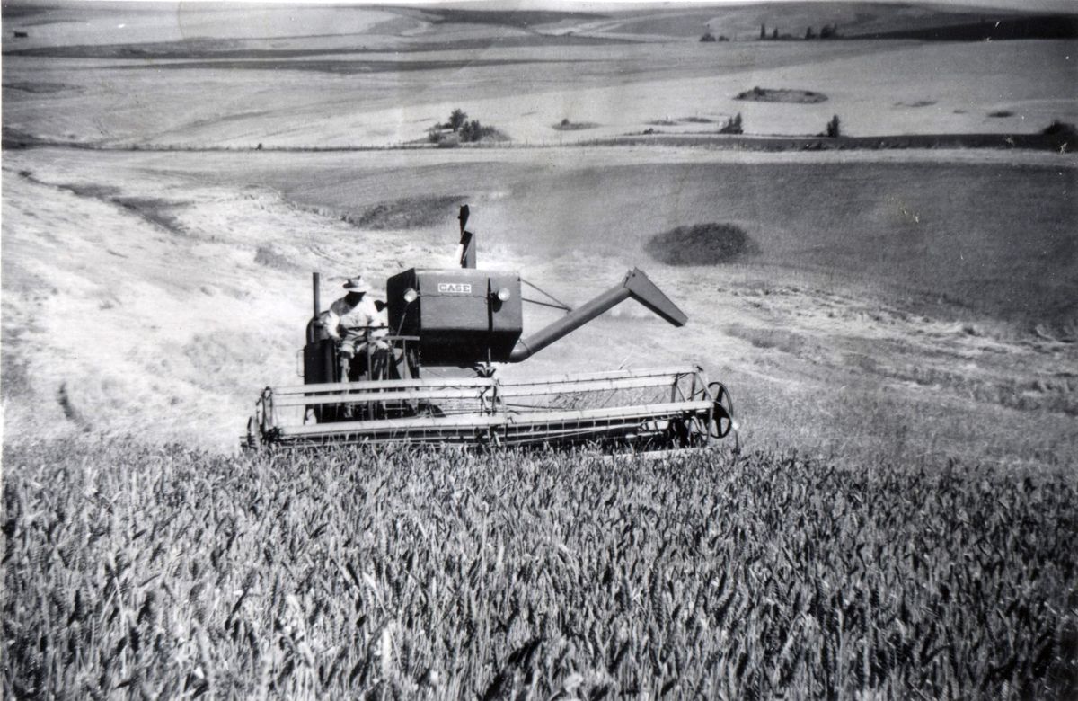 Blast from the Past / 1950: Harvesting wheat near Ferdinand
