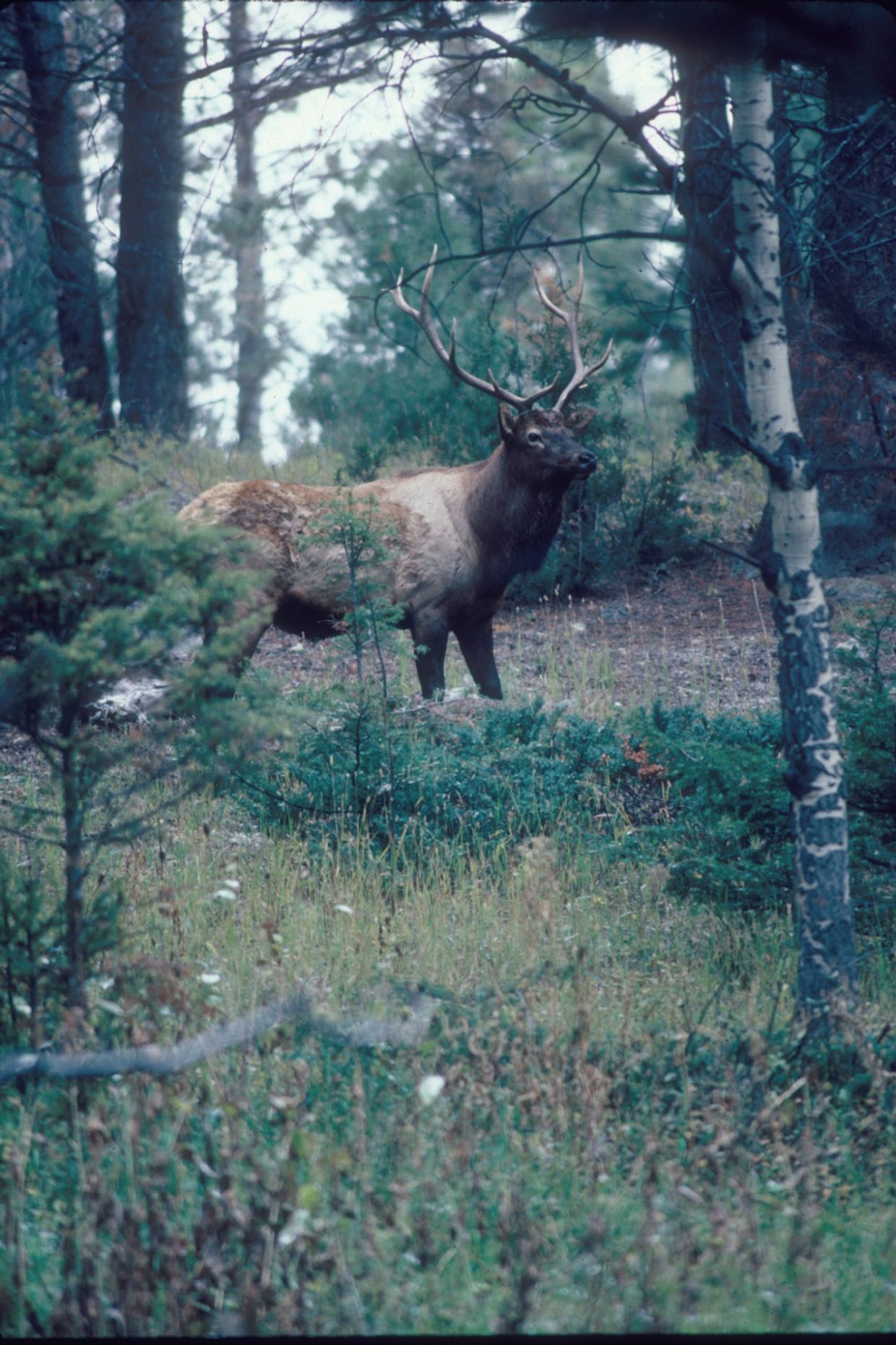 Ballad of the all-night elk hunter