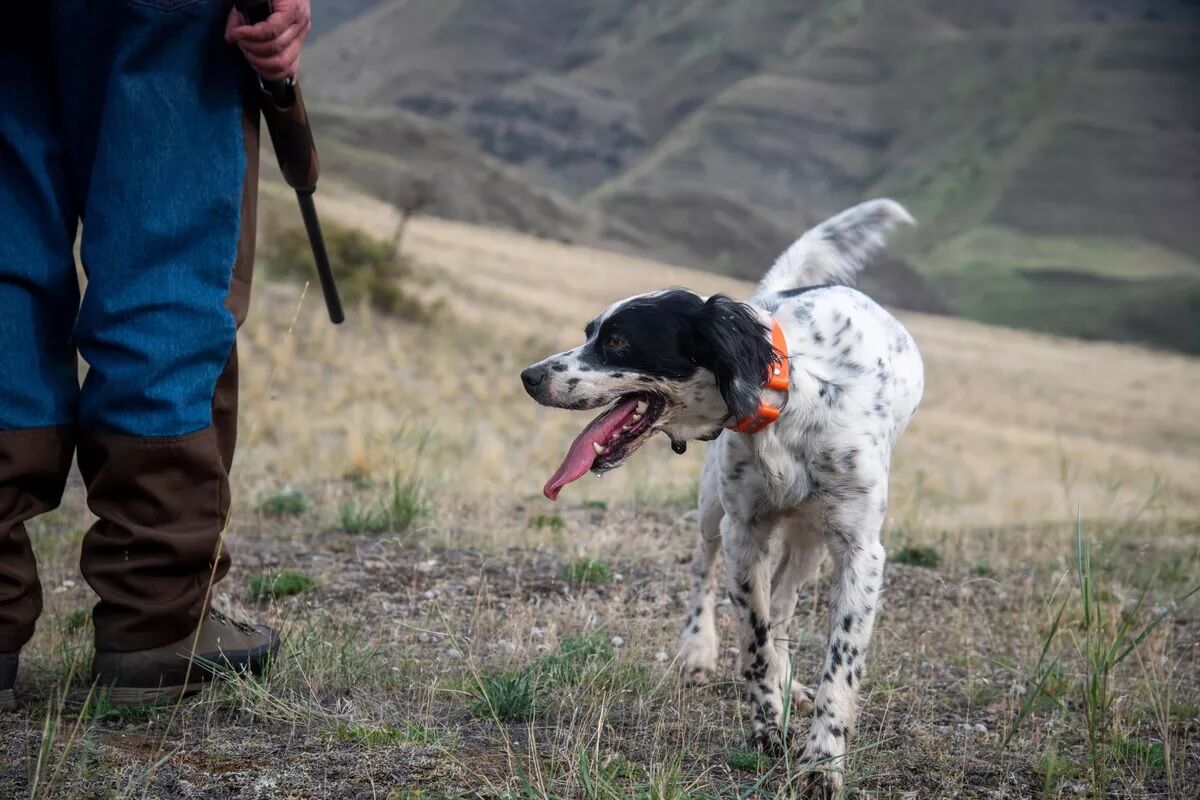 Chukar hunting a test of endurance