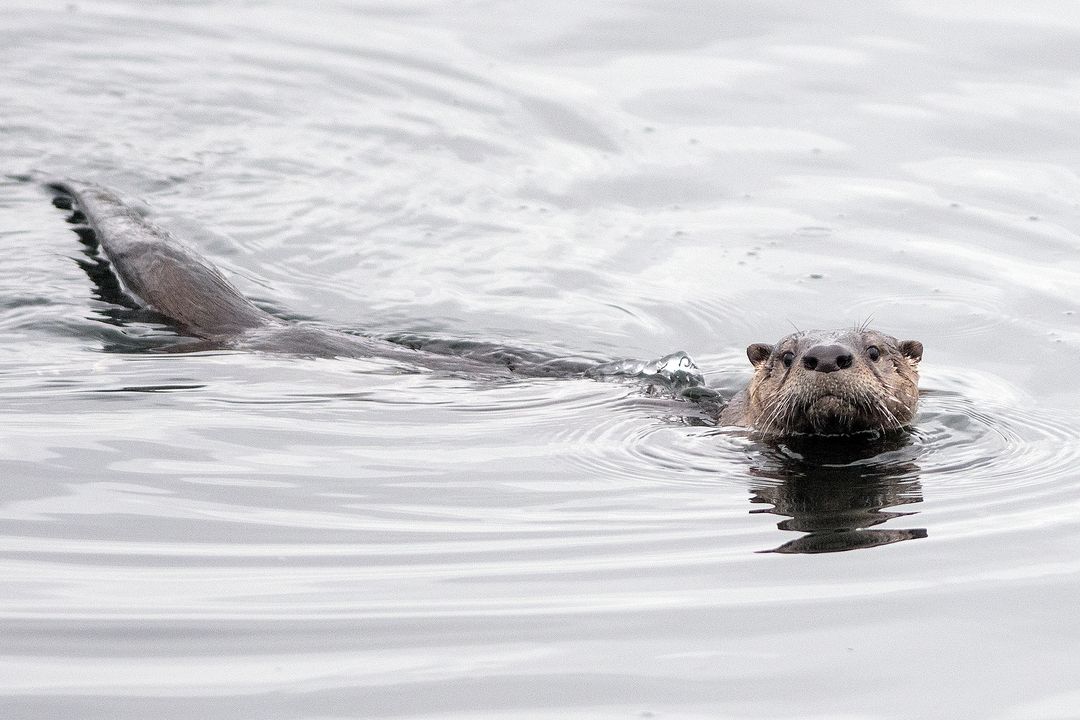 State eyes 50% boost to river otter trapping quota