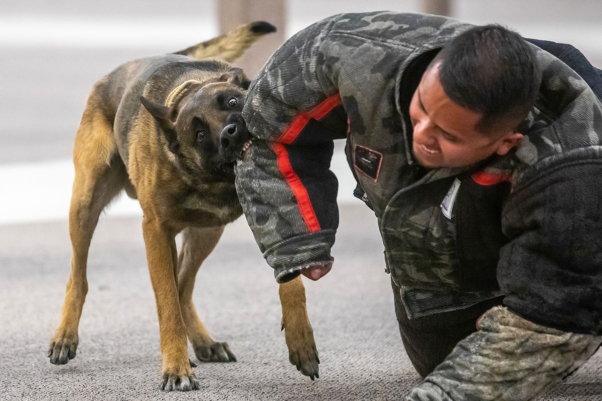 PHOTOS: They’re good dogs, all