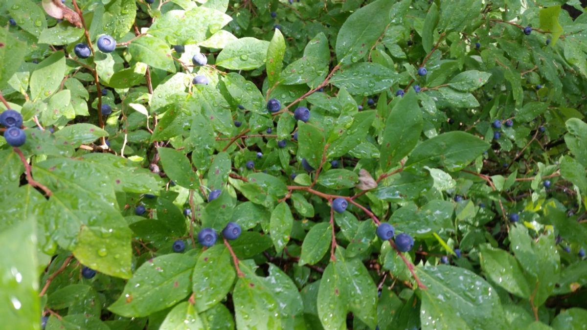 Huckleberry picking