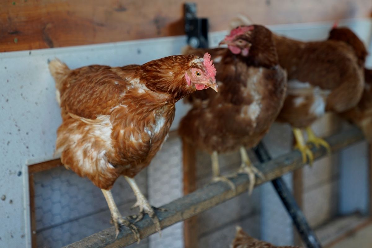 Vaccinating poultry could help cut egg prices, but the U.S. is leery
