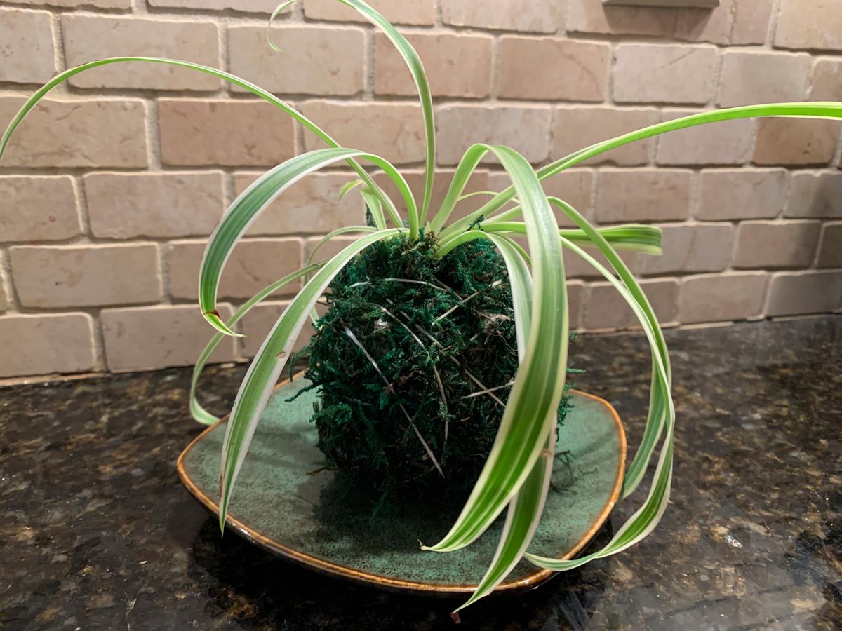 Skipping the pot for your plant