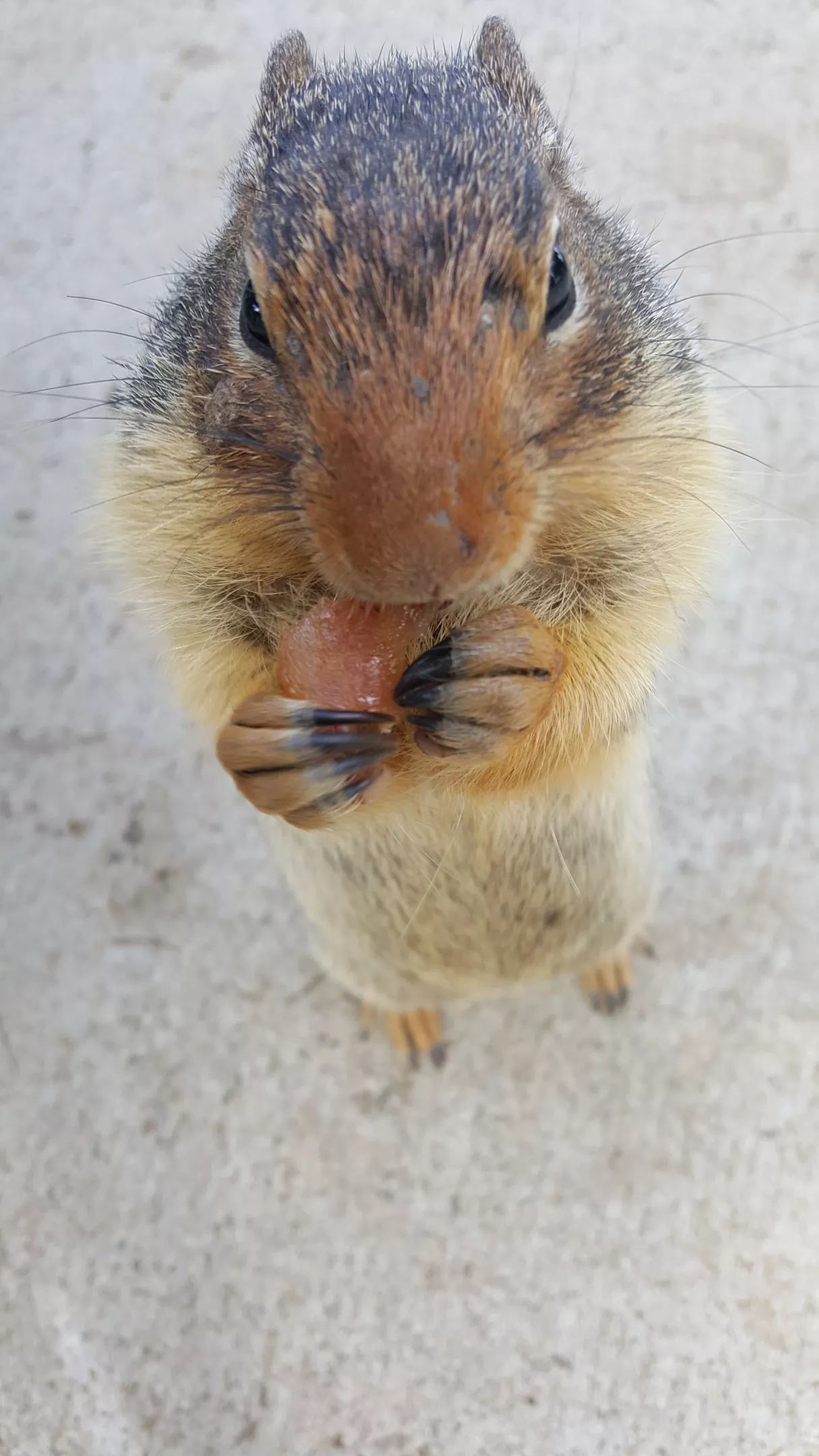 Film review: Genre mashup celebrates love and death