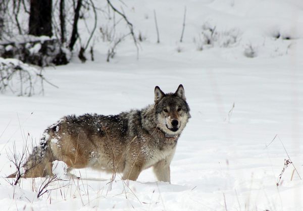One-eyed wolf matriarch killed by rival Yellowstone pack