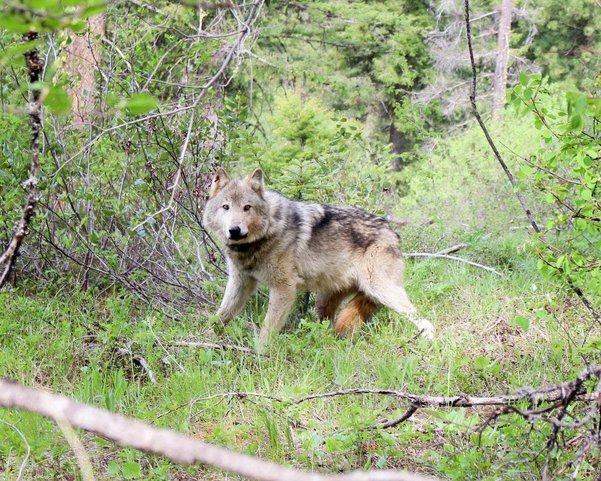 Wolf-livestock conflict rules may change