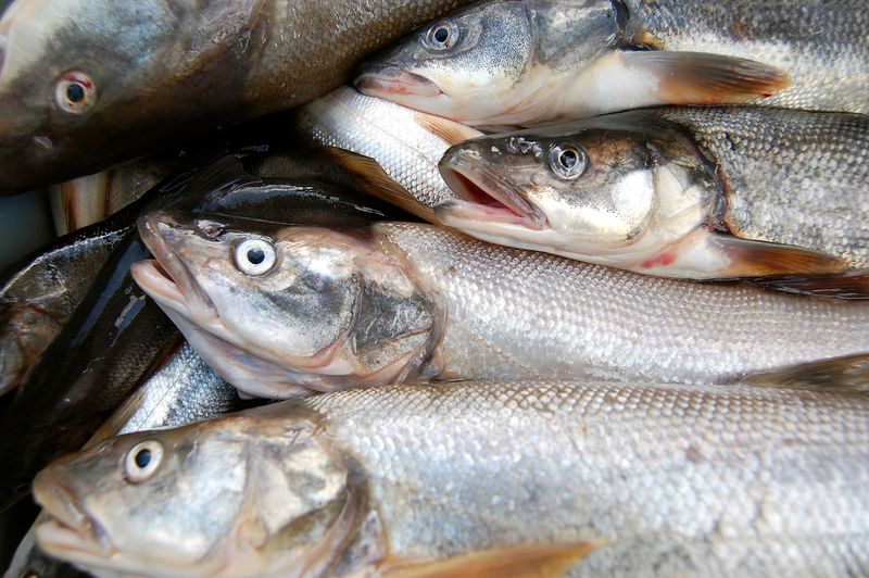 Pikeminnow mystery at Boyer Park