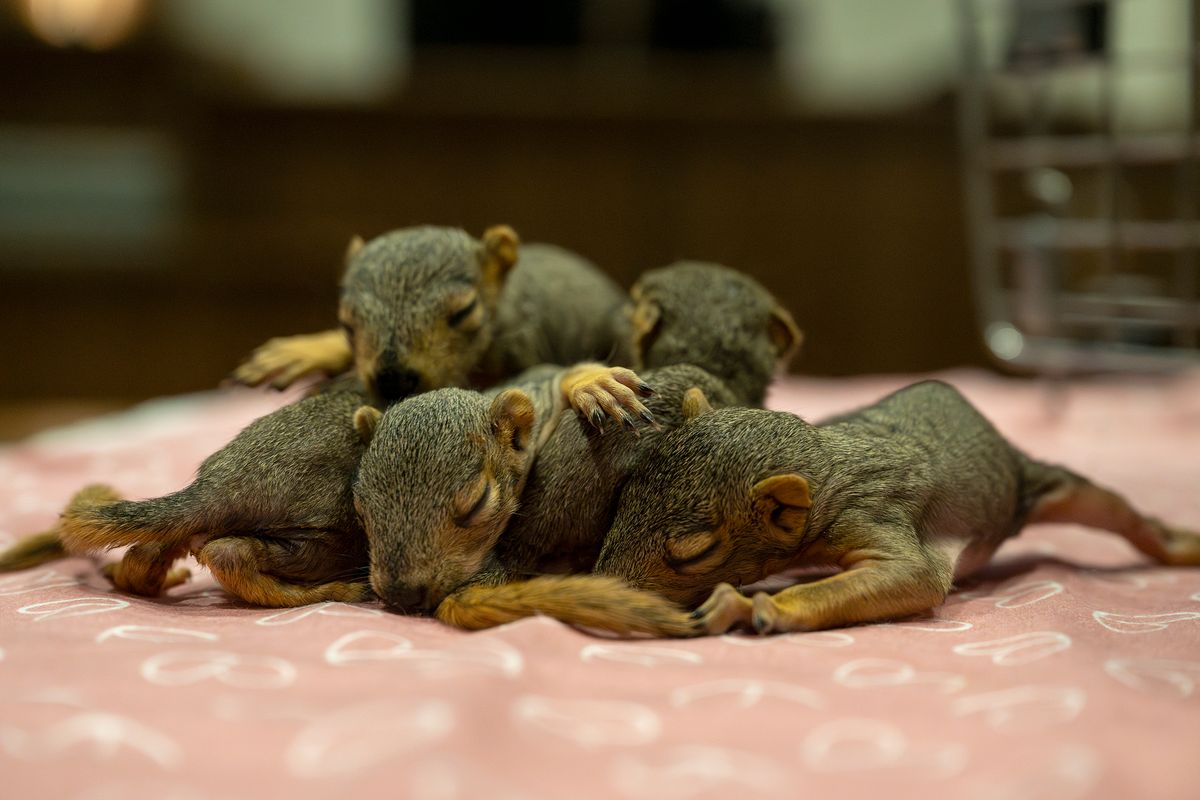 The courthouse, the bailiff and the baby squirrels