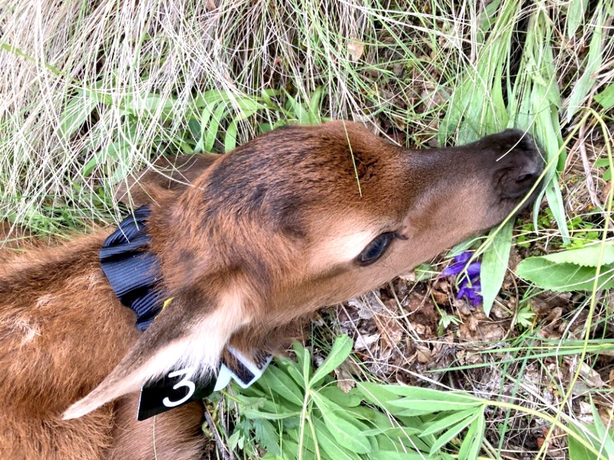 Blue Mountain elk study raises more questions