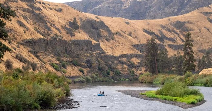 Searching for crane flies on the Yakima River