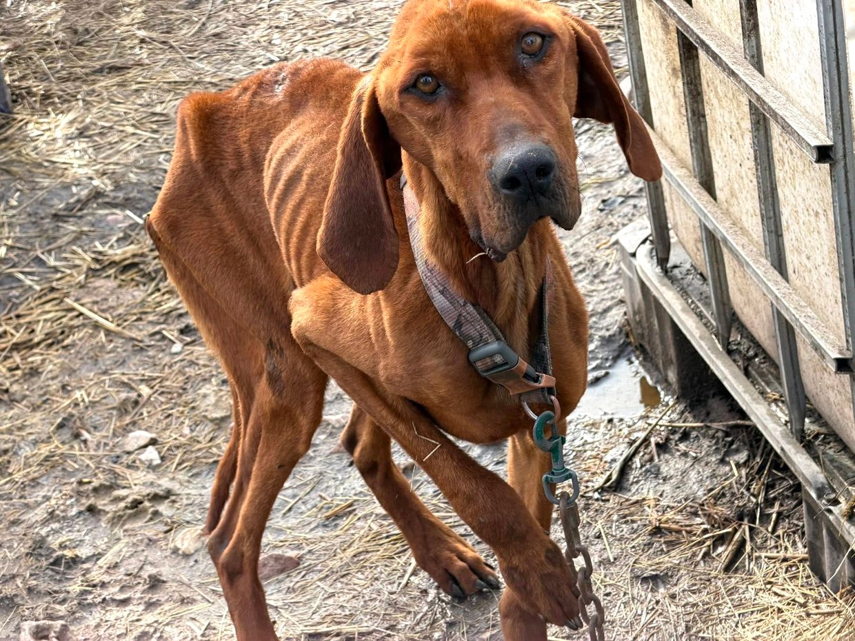 A third dog dies after allegedly being neglected at a Princeton home