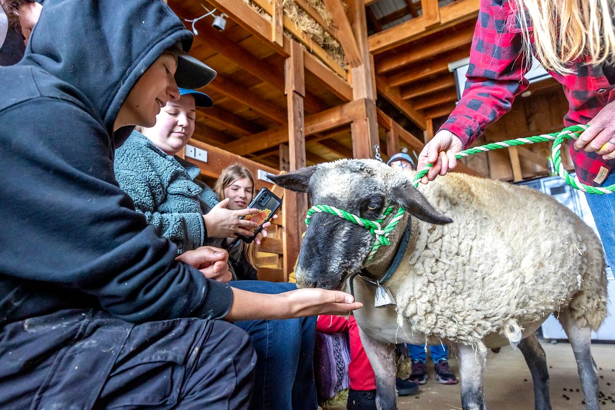 Lewiston students visit Pete the Sheep at Legacy Lambs farm