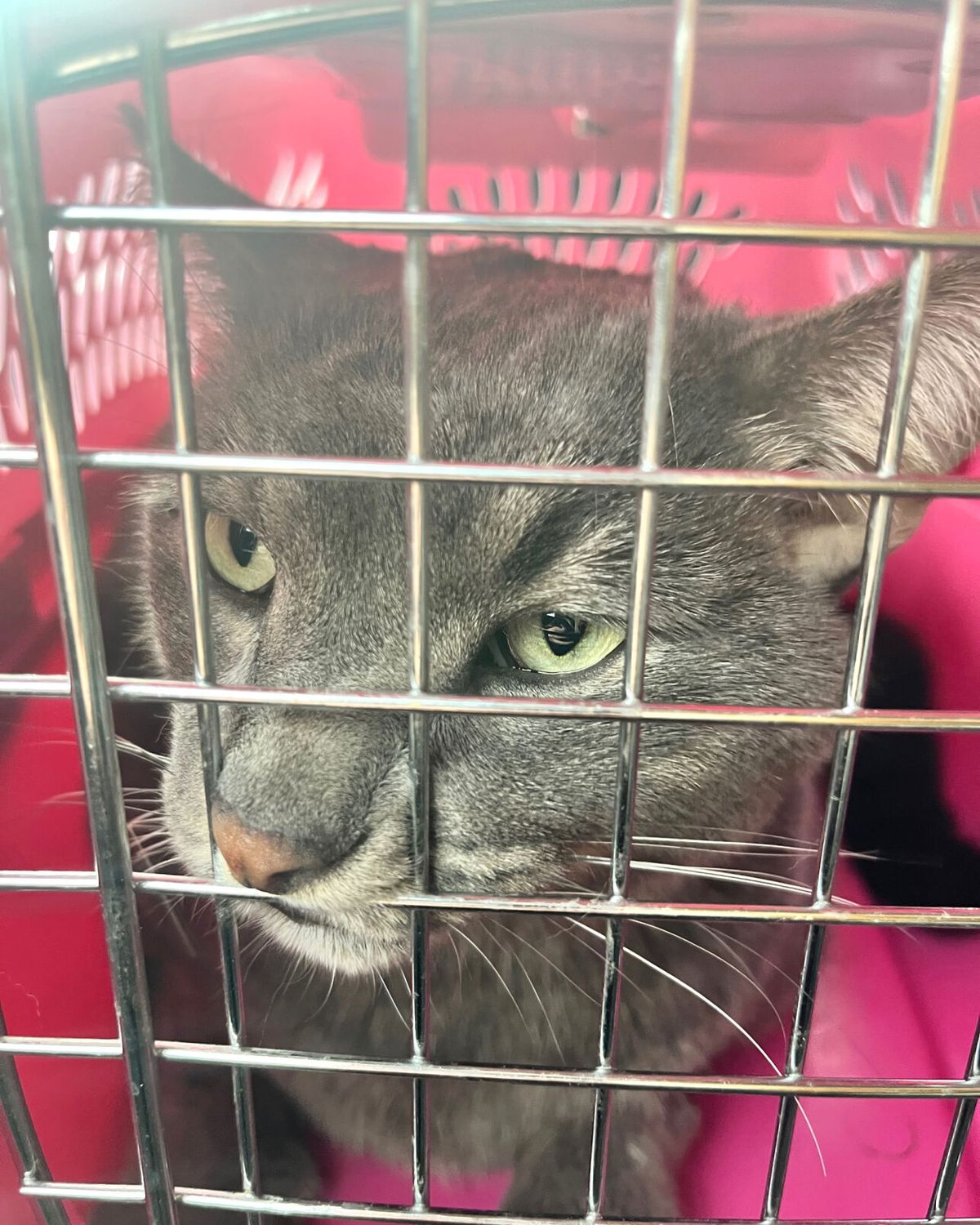 Moscow cat recovering after scrap with raccoon