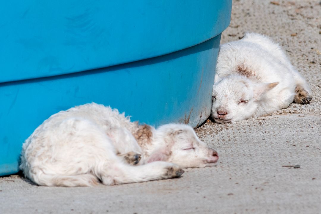 Sleepy little lambs