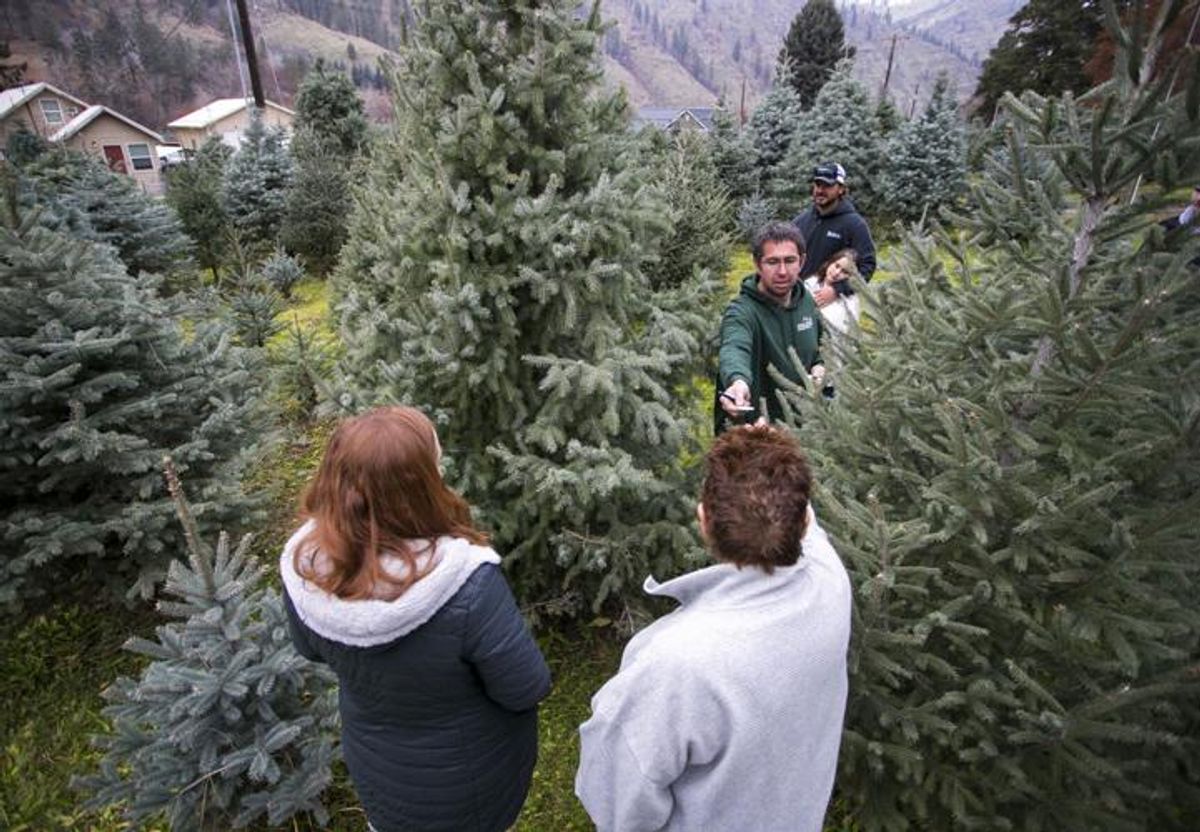 Family tradition: 60 years of Christmas trees at Shelton’s farm in Cas...