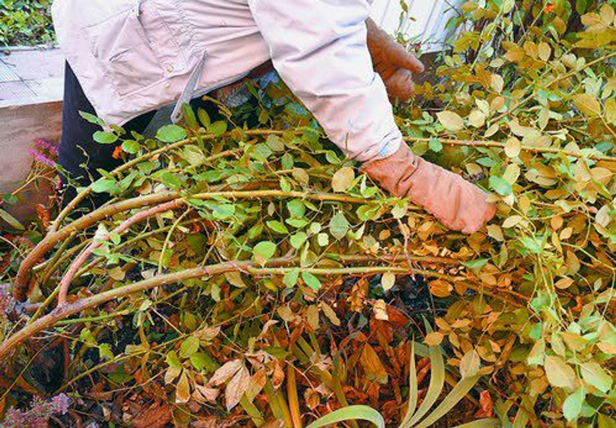 Tidy up the yard ahead of winter for best results come sprin...