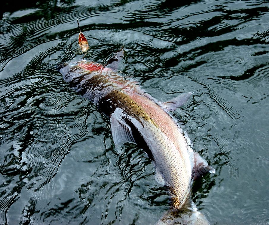 A-run steelhead surpass expectations