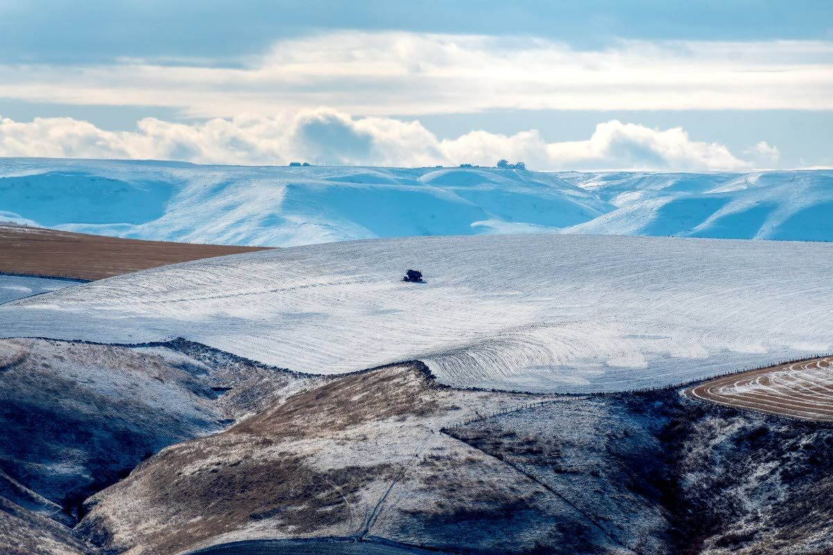 New wheat checks all the boxes
