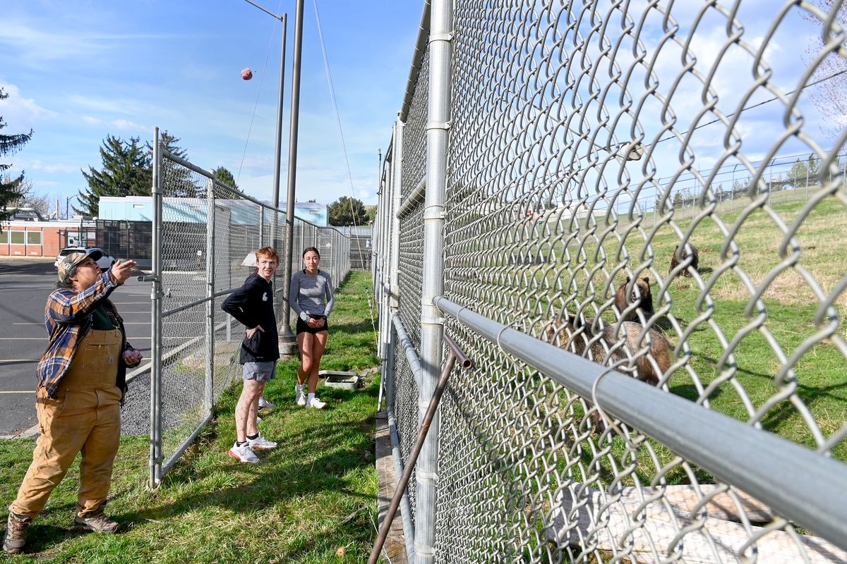 WSU Police remind the public to respect grizzlies at the cam...