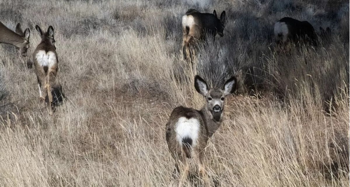 Surplus multiseason elk, deer tags available in Washington