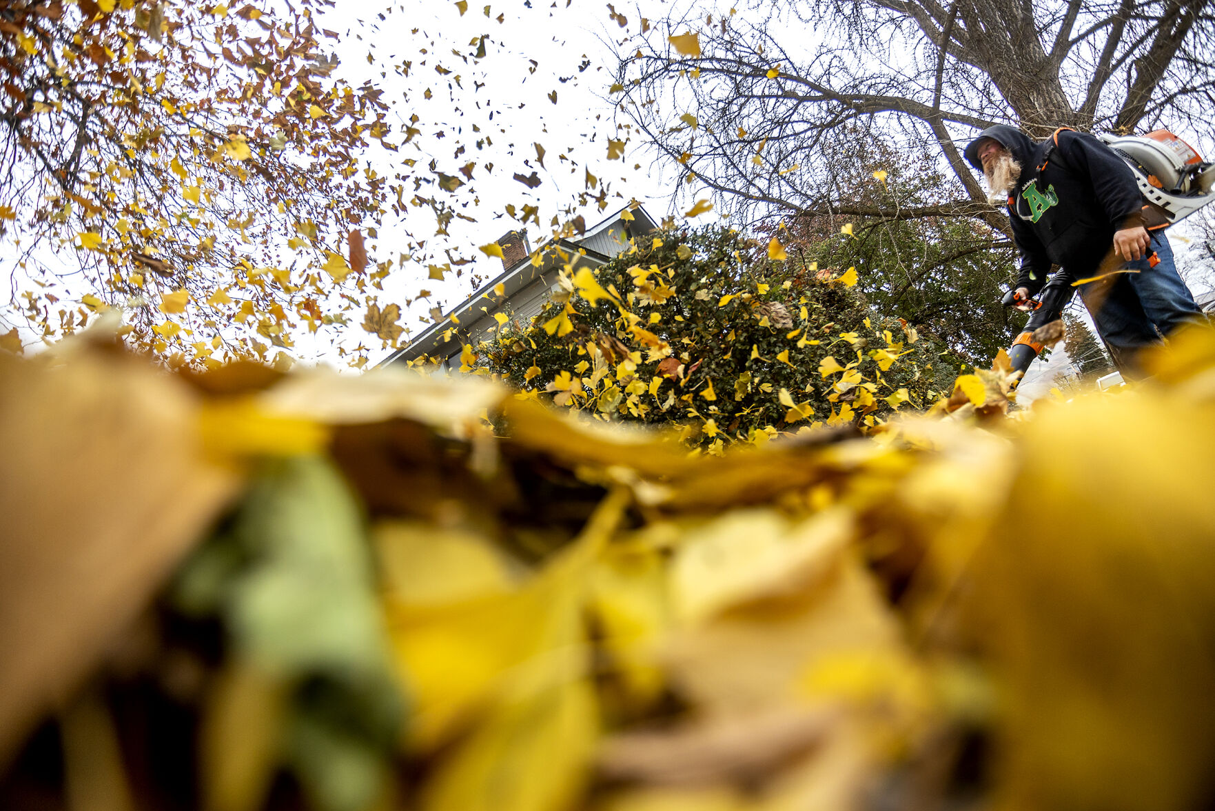Photo: Leaf whirlwind