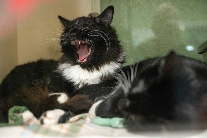 PHOTOS: Cuddles & companionship are up ‘fur’ adoption