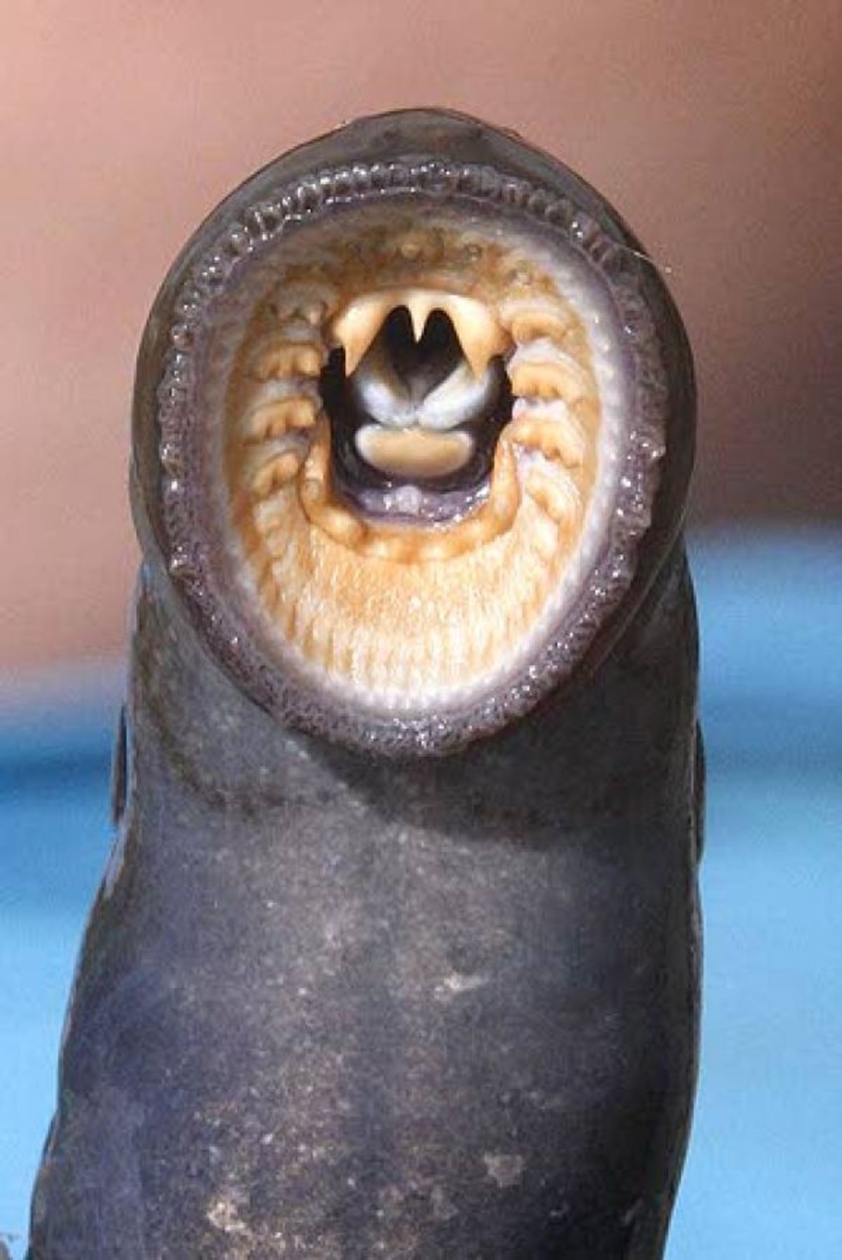 Lamprey no longer left out of the fish ladder discussion