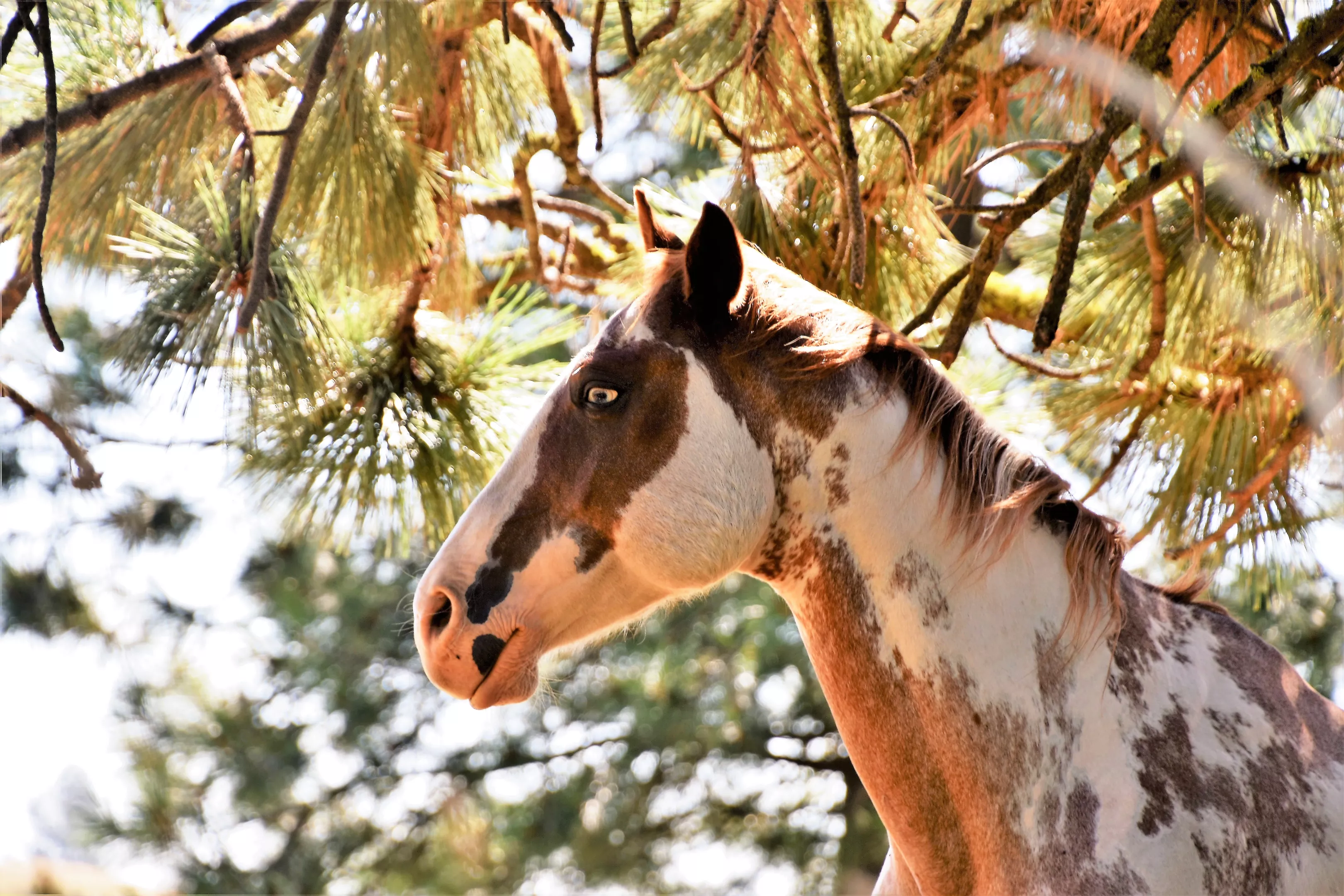 Belle of the birl: In her heyday, Bette Ellis Jordan of Lewiston was o...