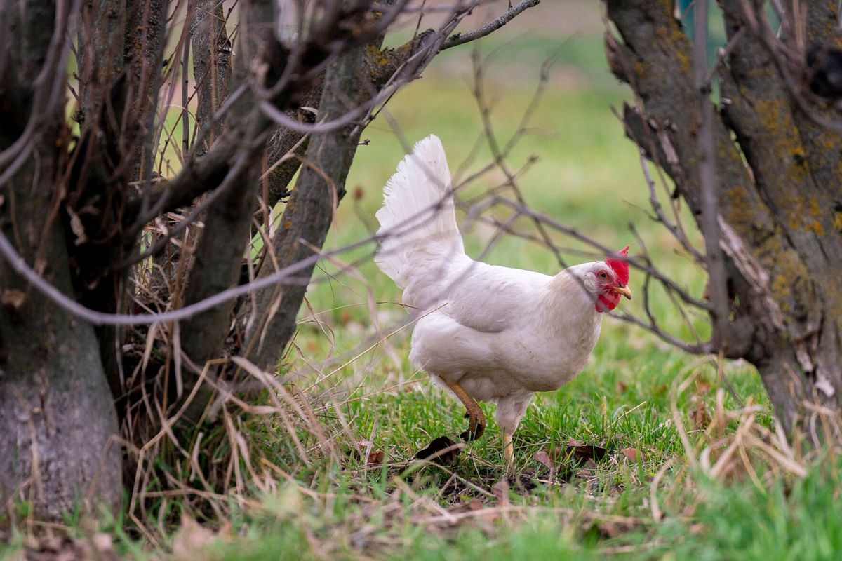 May the Great Gray Chicken bless you