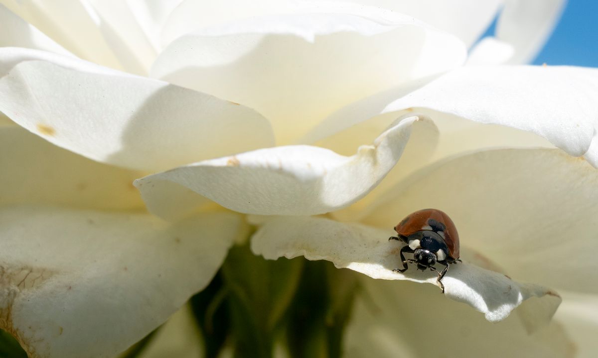 Week in Photos (June 8-14)