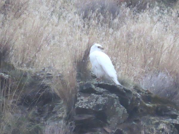Birder spots rare, white red-tailed hawk