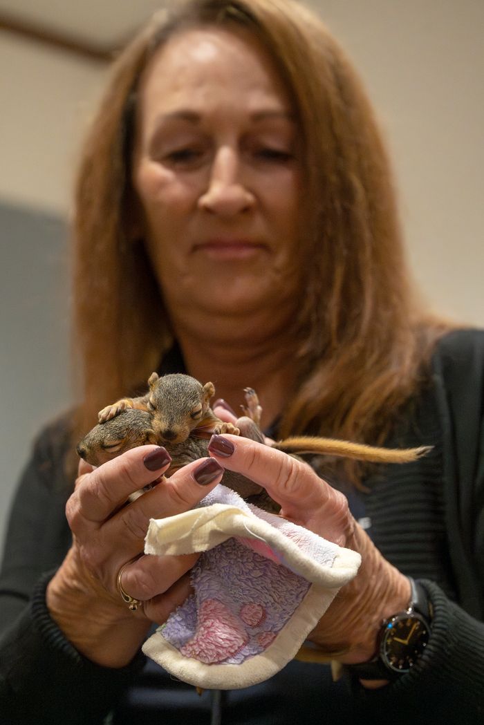 The courthouse, the bailiff and the baby squirrels