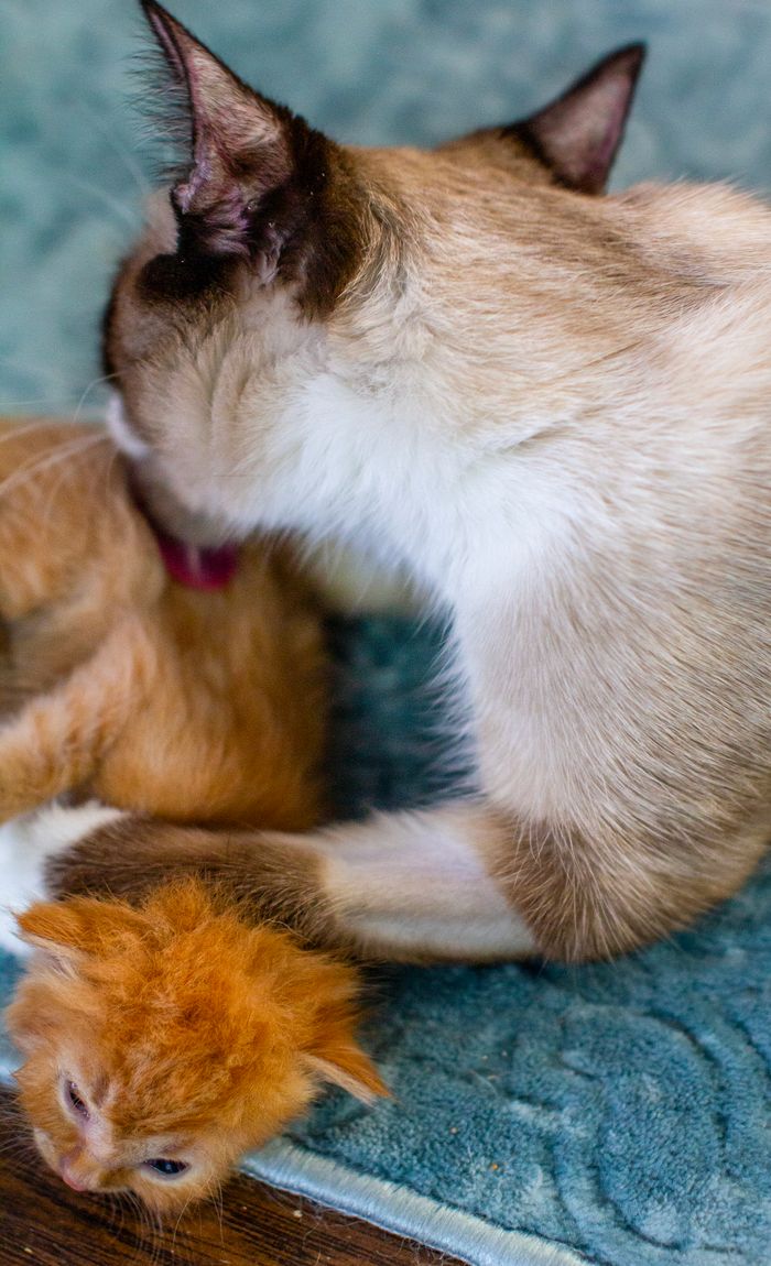A blended kitty family