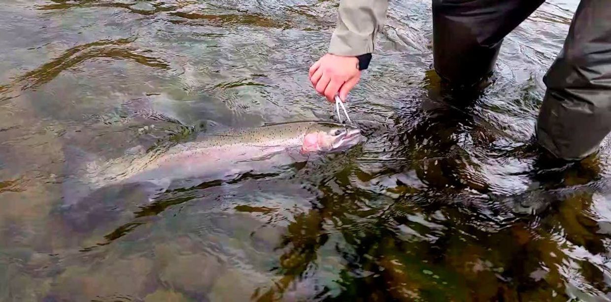 A tale of two steelhead runs