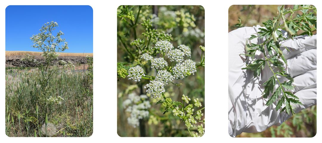 Health advisory issued for poison hemlock