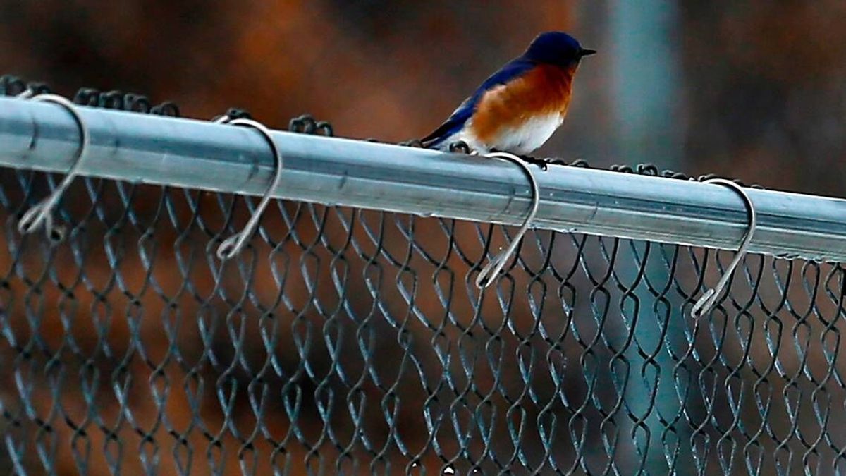 Rare bird: Eastern bluebird spotted in Tri-Cities